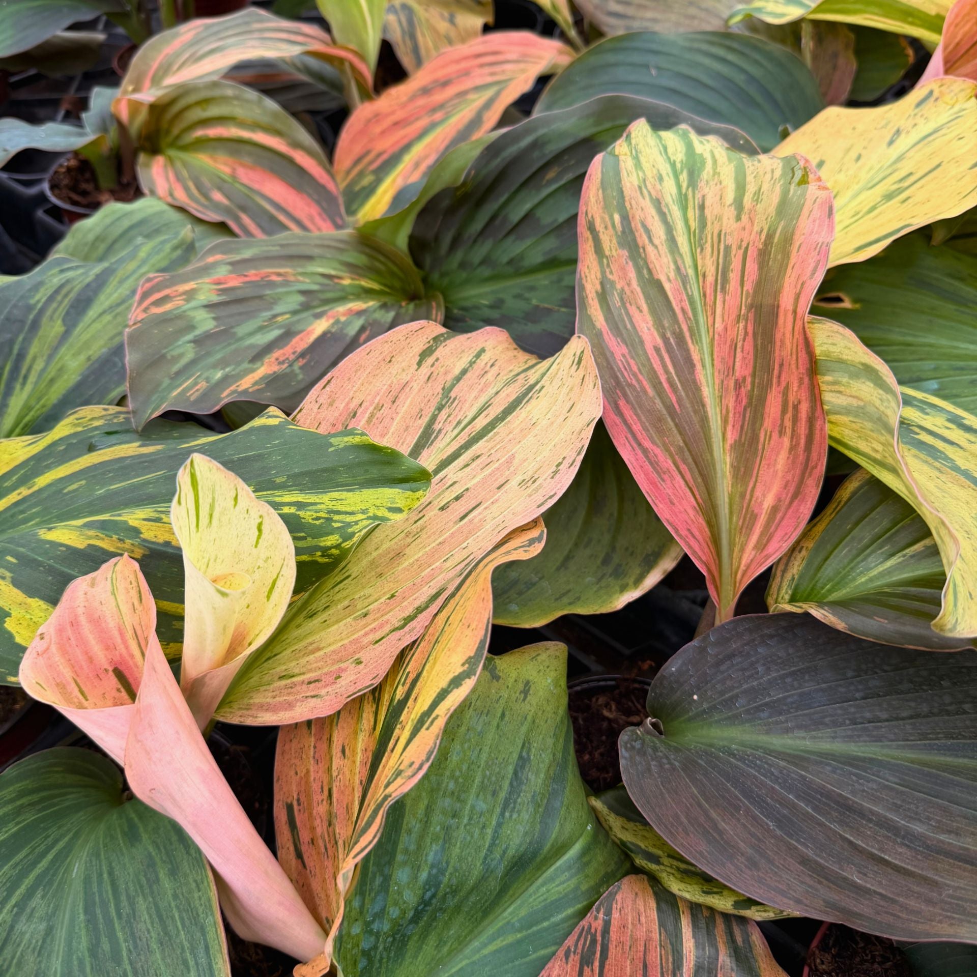 4" Kaemferia Jungle Rose – Biostok Foliage
