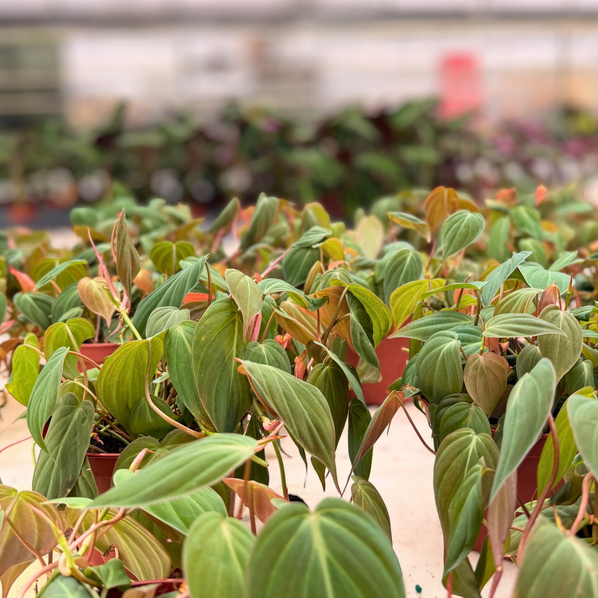 6" Philodendron Mican – Biostok Foliage