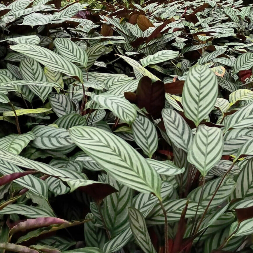 6" Calathea Silver Star – Biostok Foliage