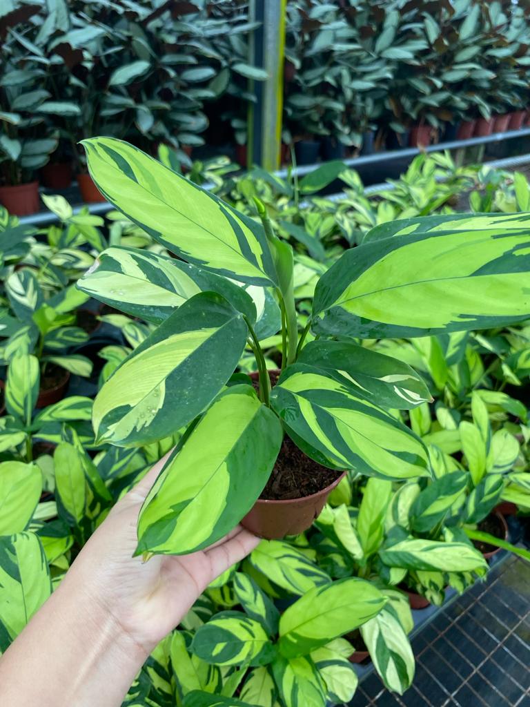 6inchplants – Biostok Foliage