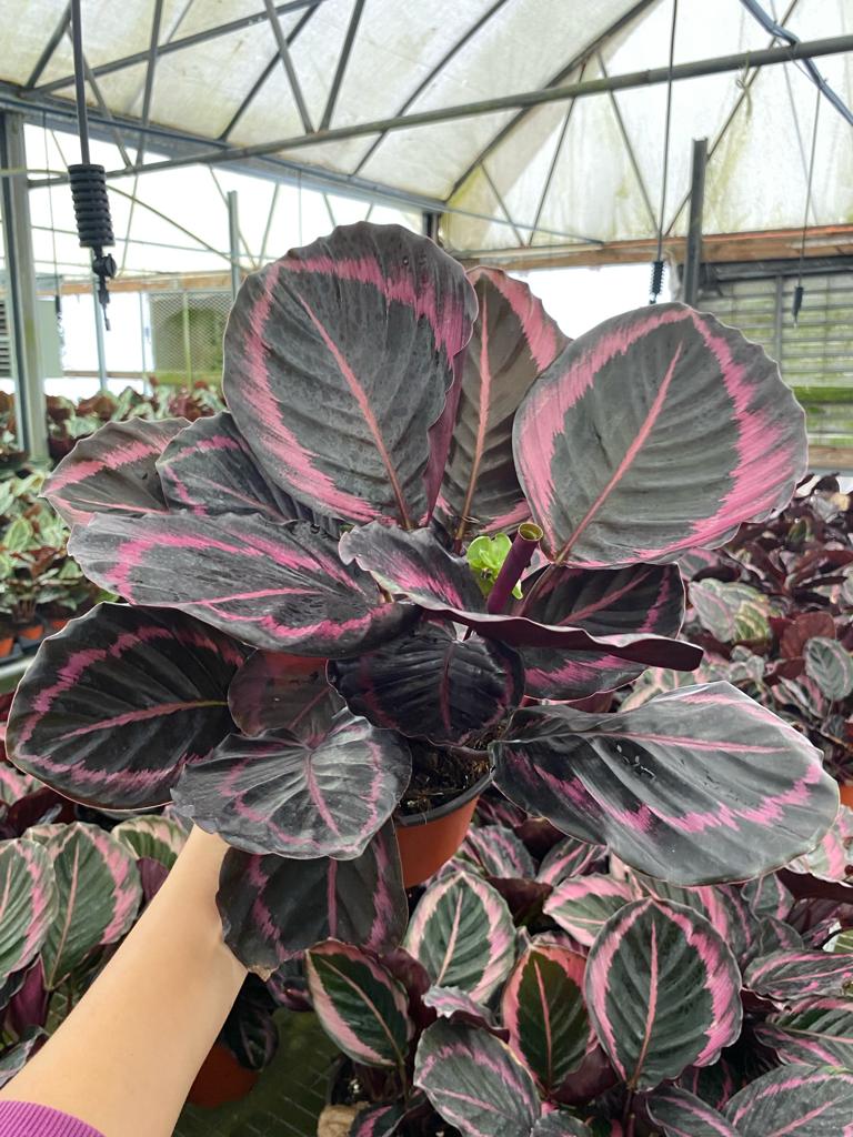 6” Calathea Jessy Princess – Biostok Foliage