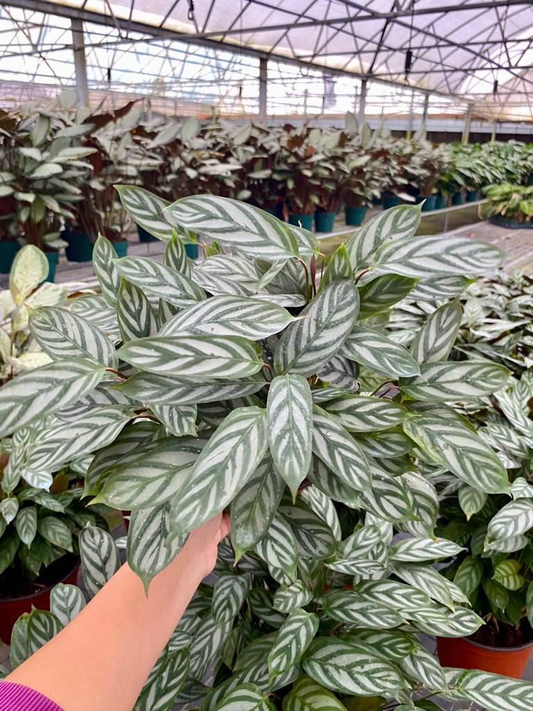 6" Calathea Silver Star – Biostok Foliage