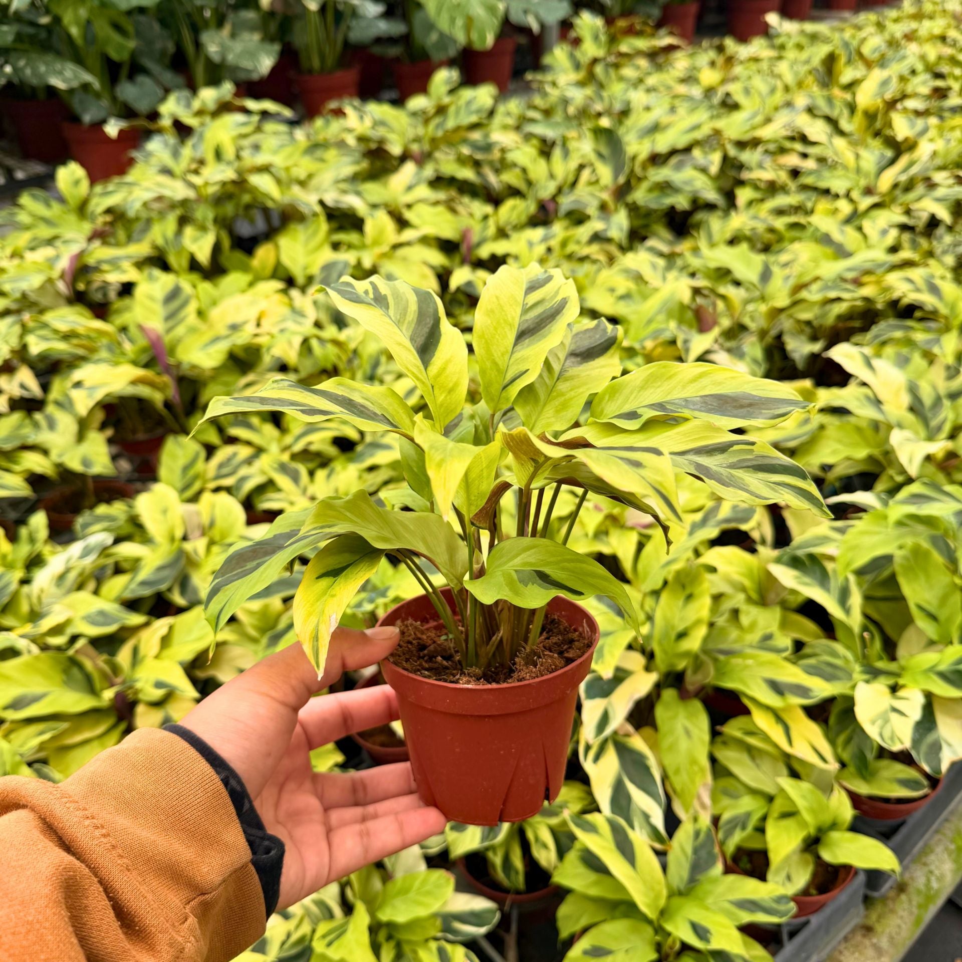 4” Calathea Yellow Allusion – Biostok Foliage