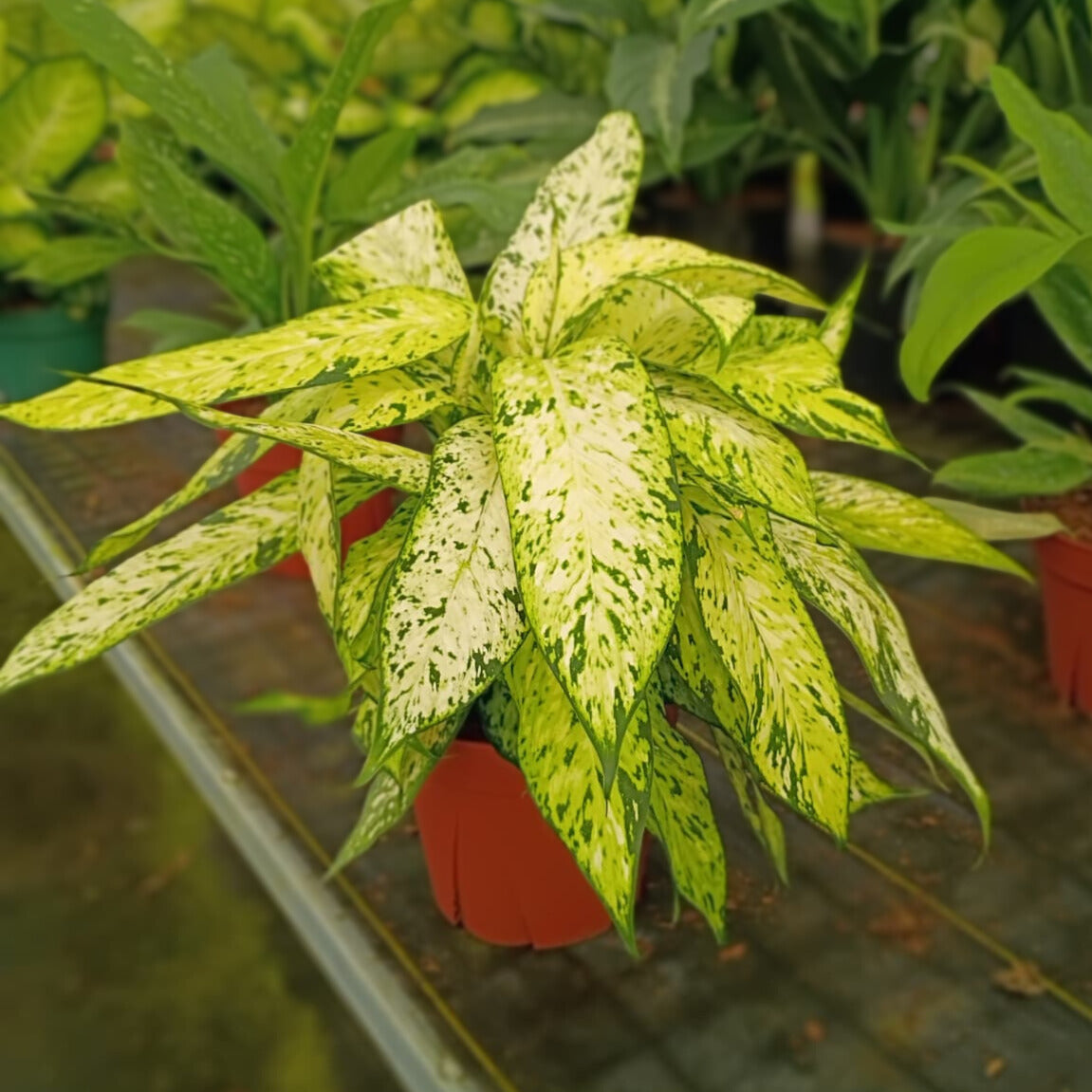 8” Dieffenbachia Starbright – Biostok Foliage