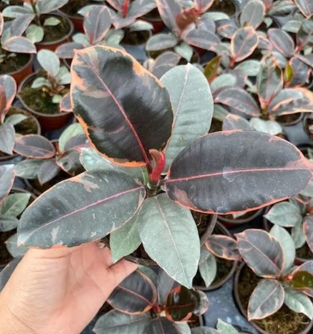 4" Ficus Ruby – Biostok Foliage