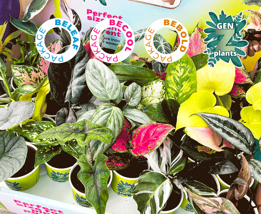 genz-2inch-plants – Biostok Foliage