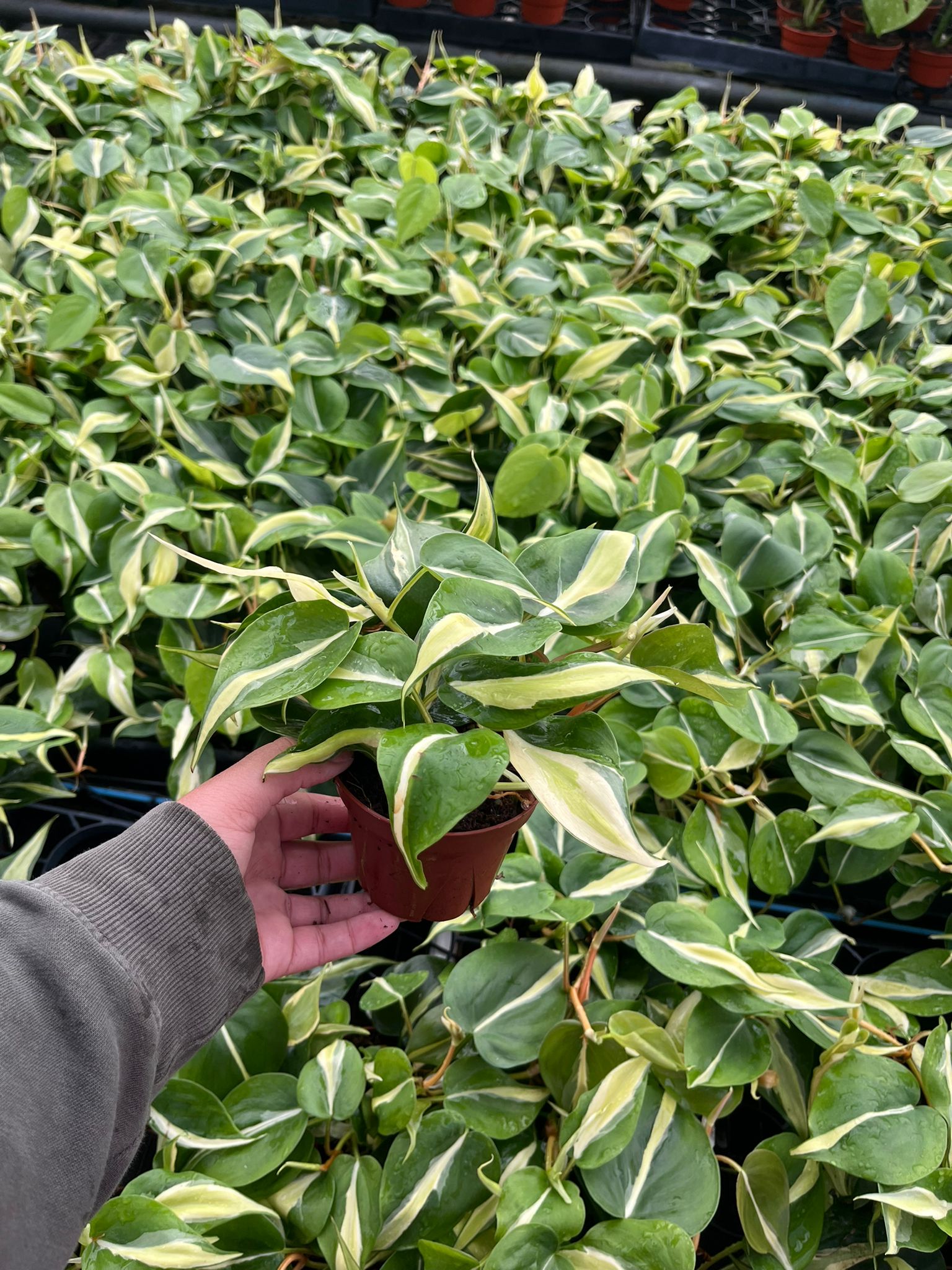 4" Philodendron Rio – Biostok Foliage