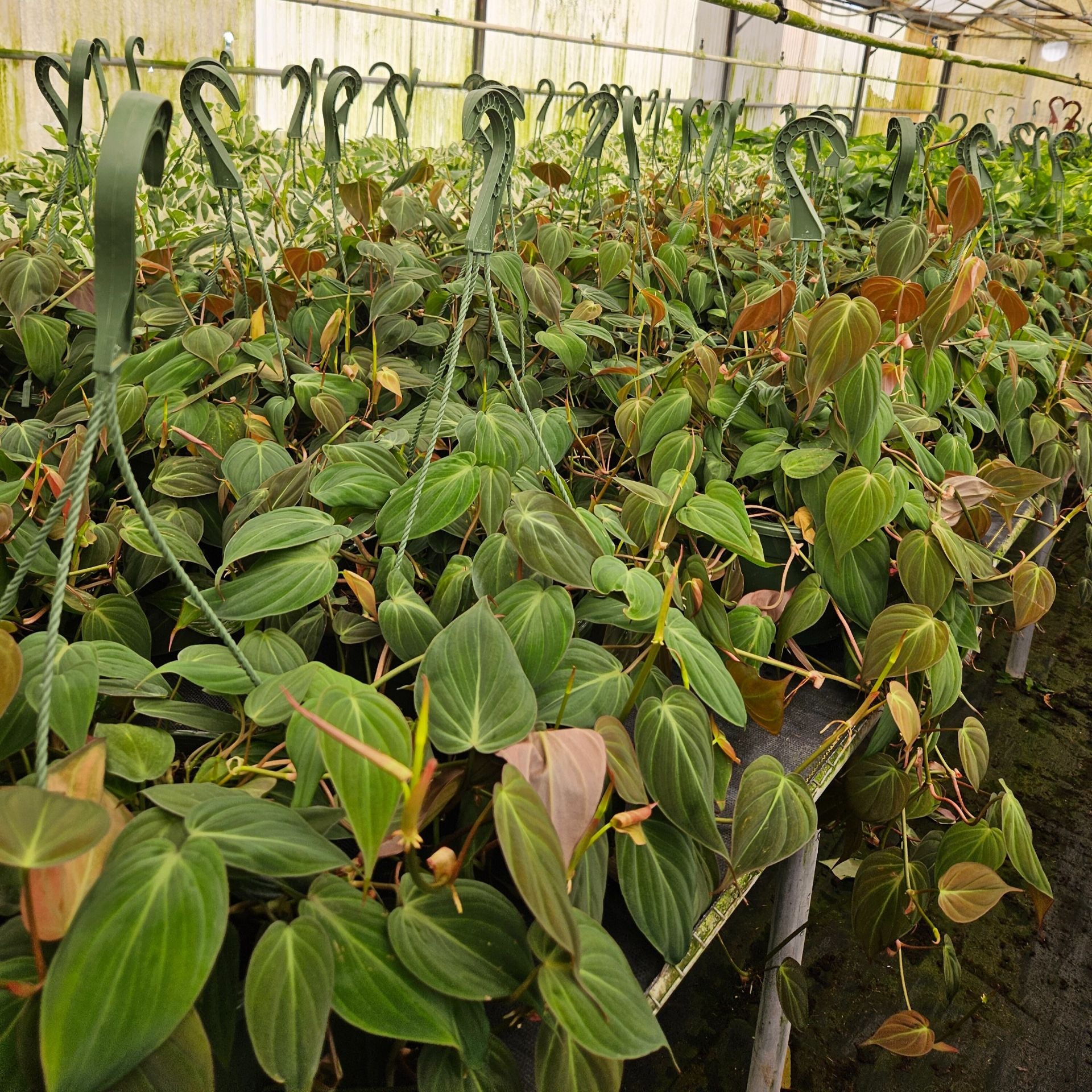 8" Philodendron Mican H.B – Biostok Foliage